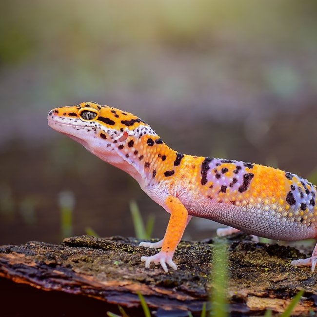 Reptiles Available for Sale – Petland Mason, Ohio