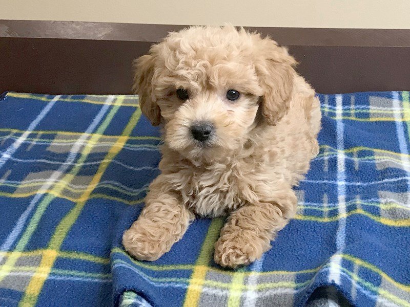 Poodle – Petland Mason, Ohio
