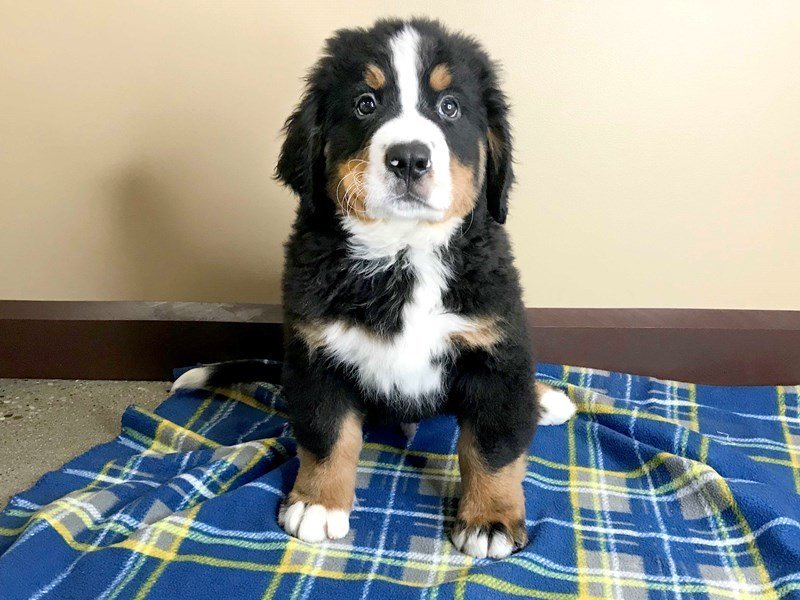 Albino Bernese Mountain Dog