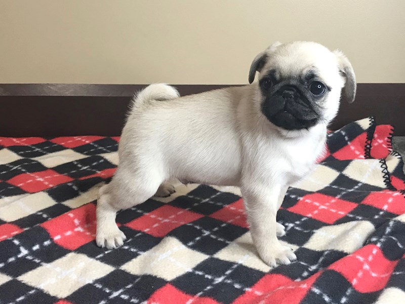 Pug – Petland Mason, Ohio