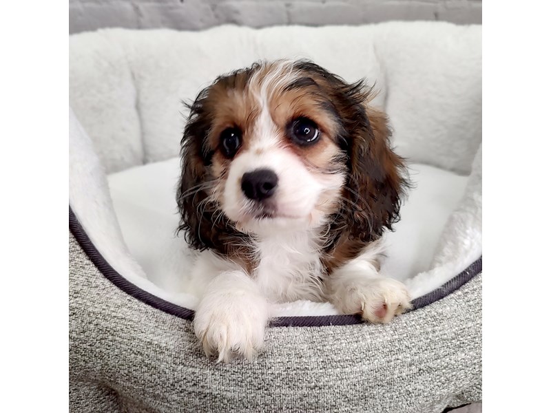 Cavapoo Puppy brown and white ID:2288 Located at Petland Mason, Ohio