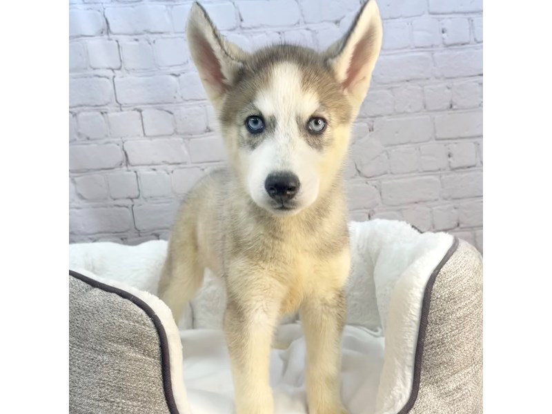 Siberian Husky Puppy tri color ID:2332 Located at Petland Mason, Ohio