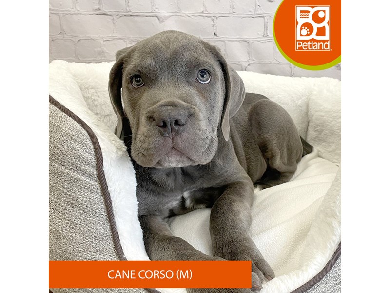 Cane Corso – Zilla – Petland Mason, Ohio