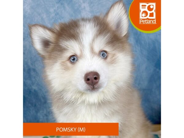 Pomsky Puppy ID:2596 Located at Petland Mason, Ohio